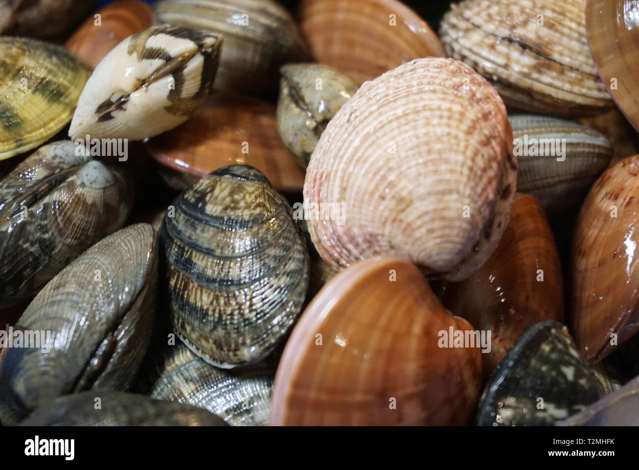 Three different kinds of clambs Stock Photo - Alamy