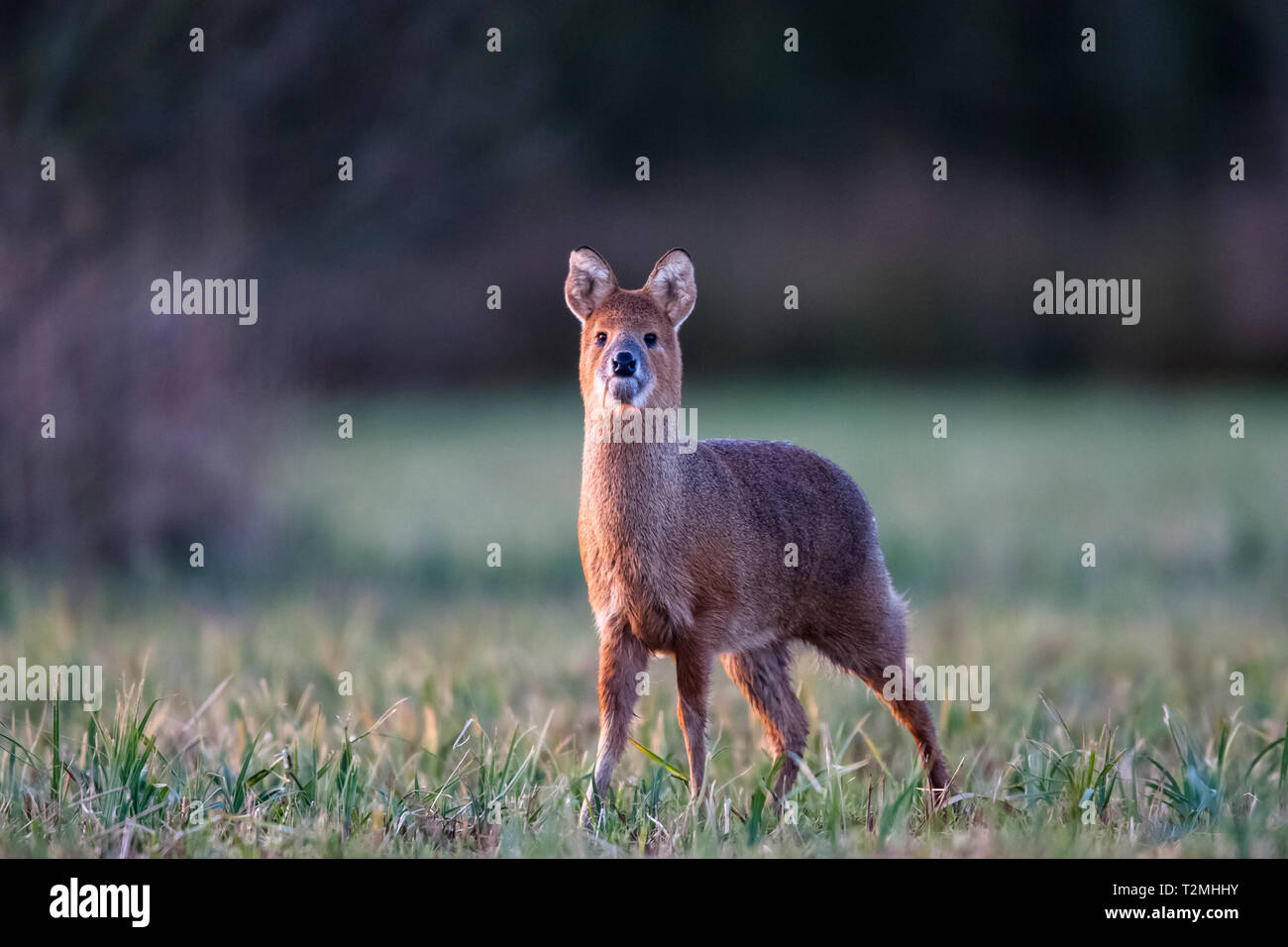 Water deer hi-res stock photography and images - Alamy