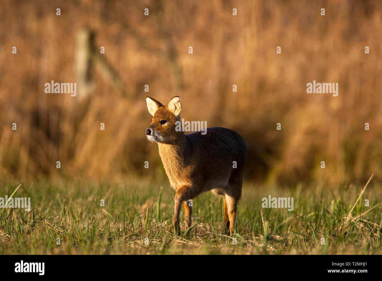 Chinese Water Deer Stock Photo - Alamy