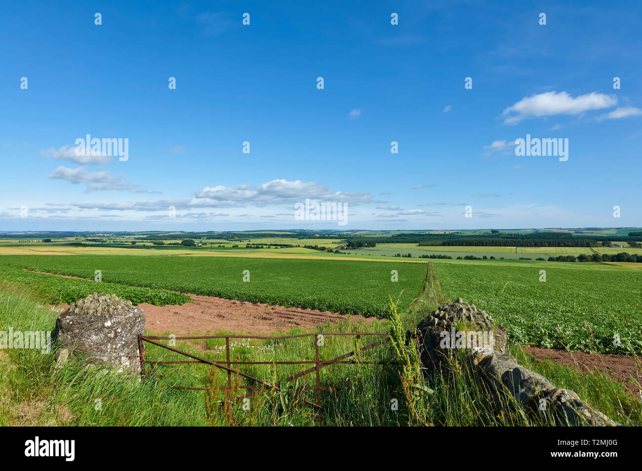 Conifer platations hi-res stock photography and images - Alamy