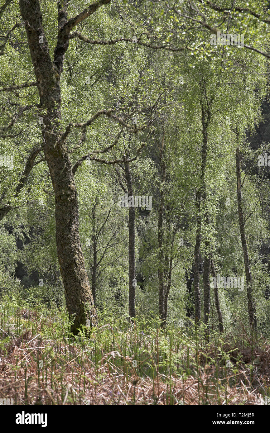 Silver Birch Betual pendula woodland Glen Affric Nature Reserve ...