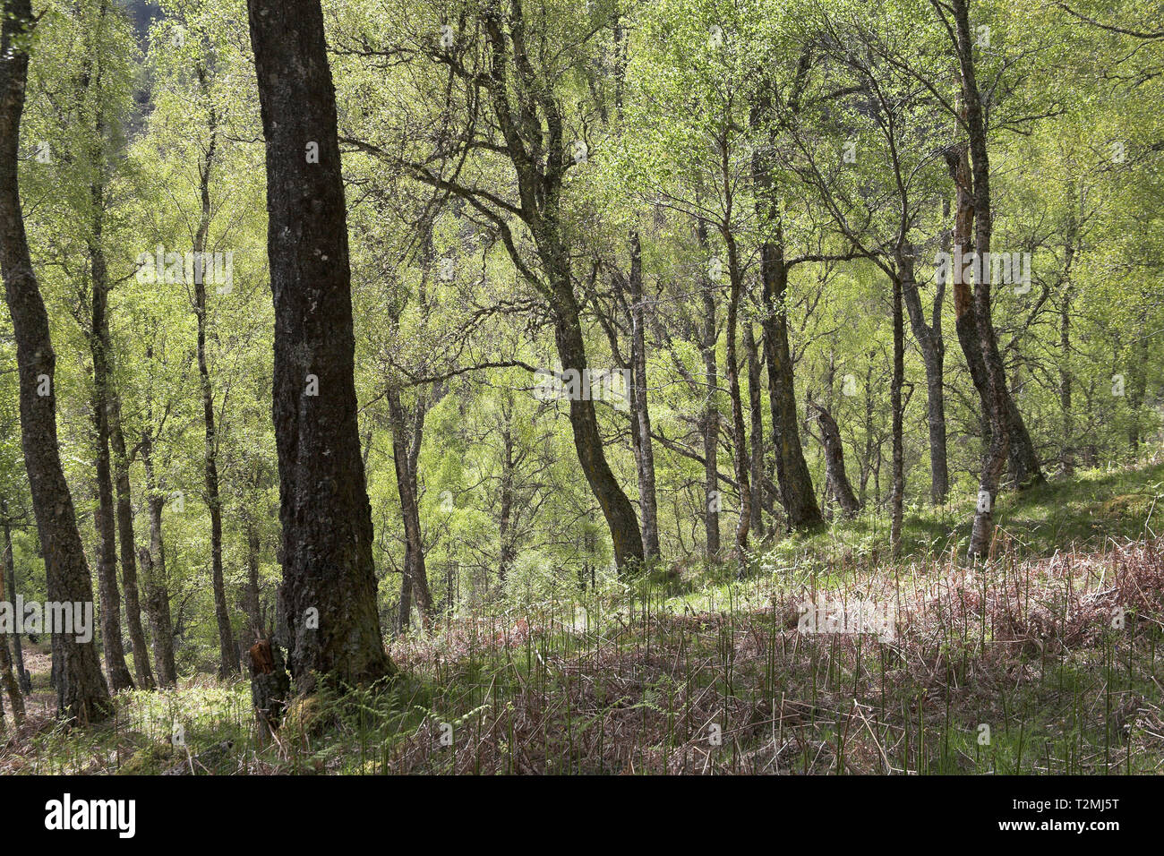 Silver birch Betula pendula woodland Glen Affric Nature Reserve ...
