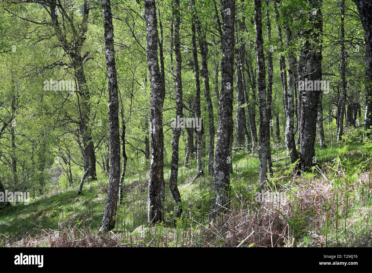 Silver birch Betula pendula woodland Glen Affric Nature Reserve ...
