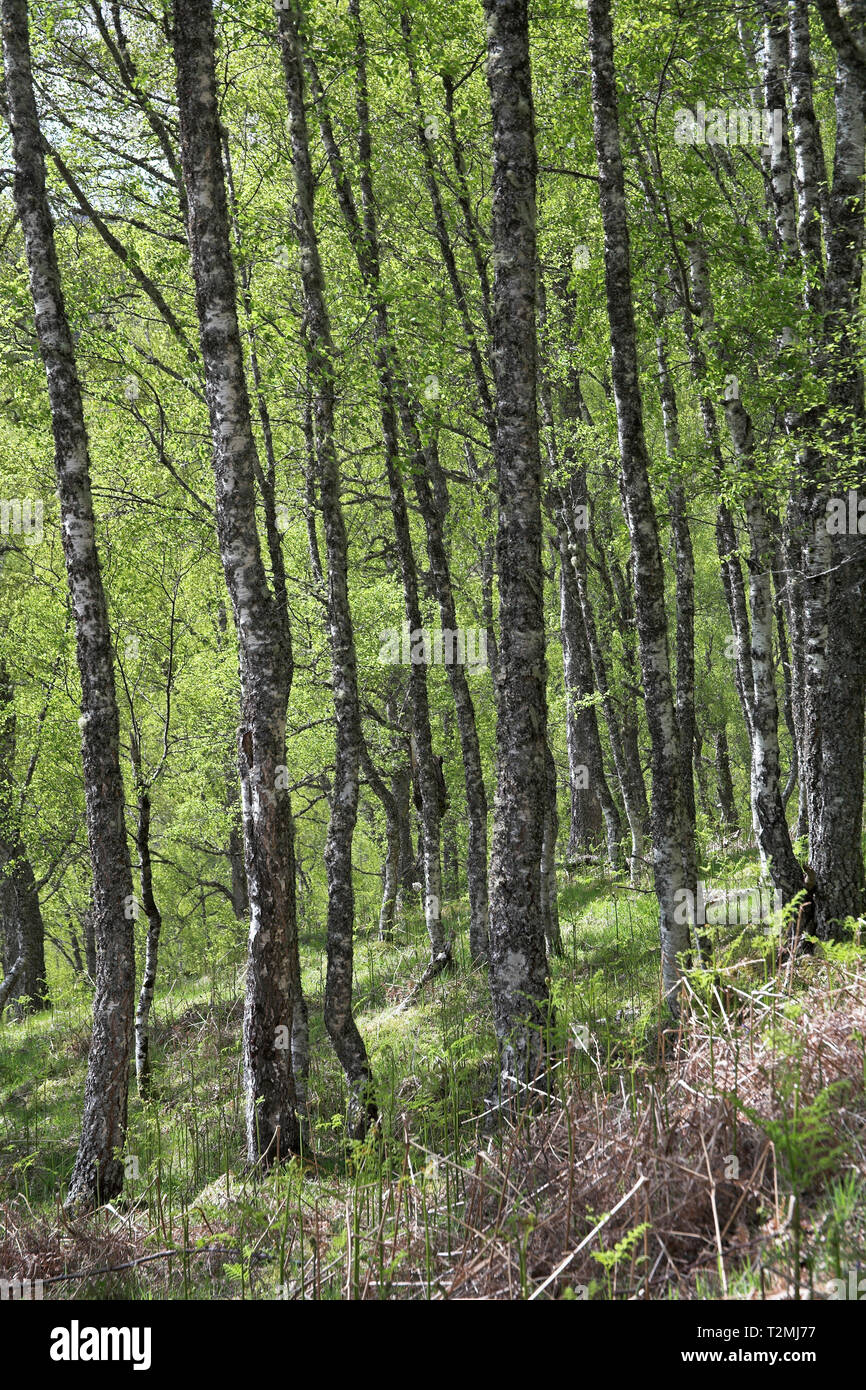 Silver birch Betual pendula woodland Glen Affric Nature Reserve ...