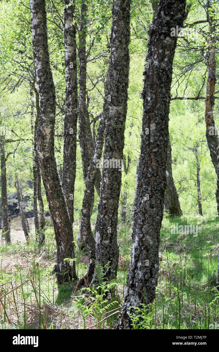 Silver birch Betual pendula woodland Glen Affric Nature Reserve ...