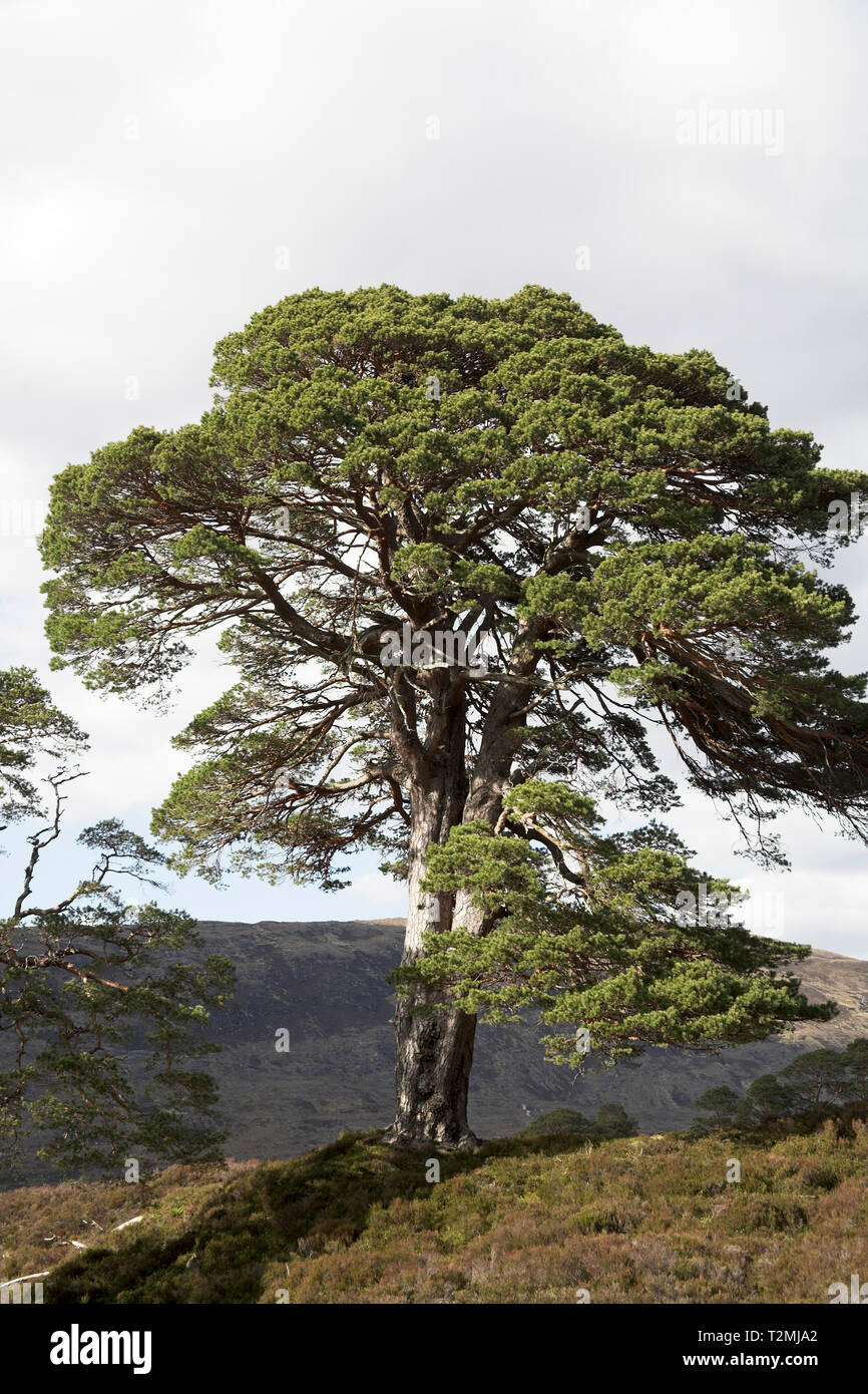 Scots pine in Ancient Caledonian Pine Forest Glen Affric Nature Reserve ...