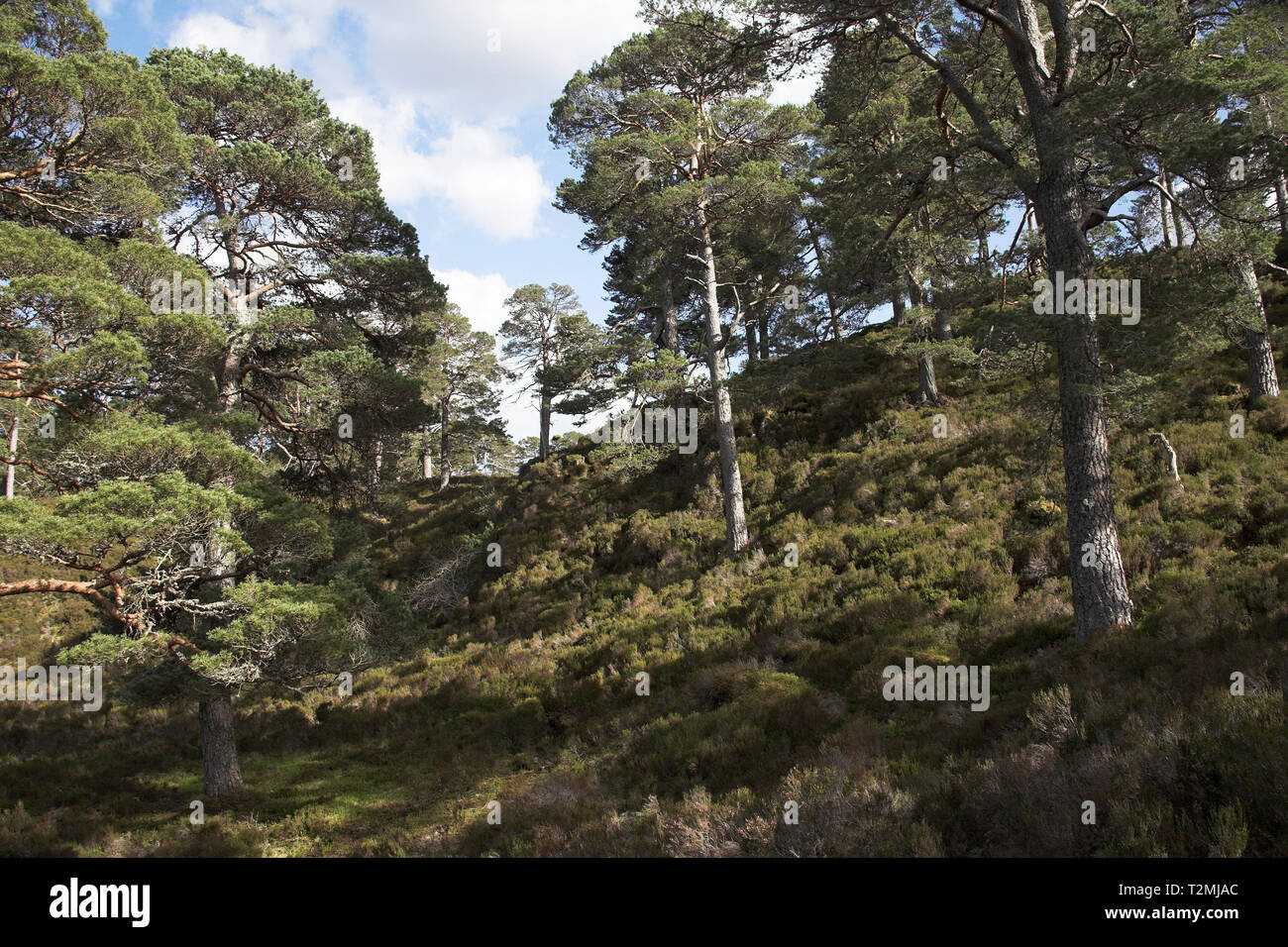 Scots pine Pinus sylvestris trees in Ancient Caledonian Pine Forest ...