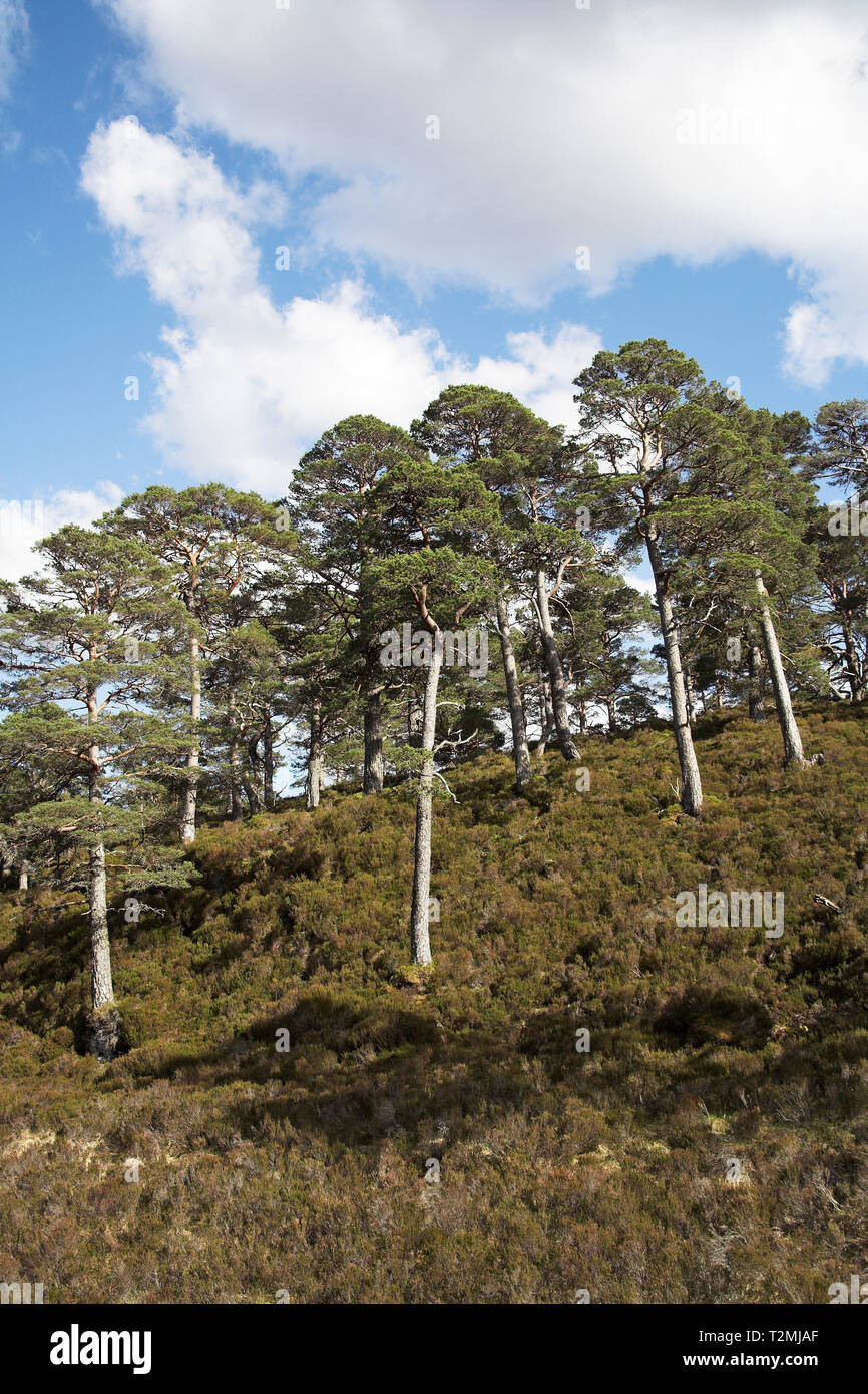 Scots pine Pinus sylvestris trees in Ancient Caledonian Pine Forest ...