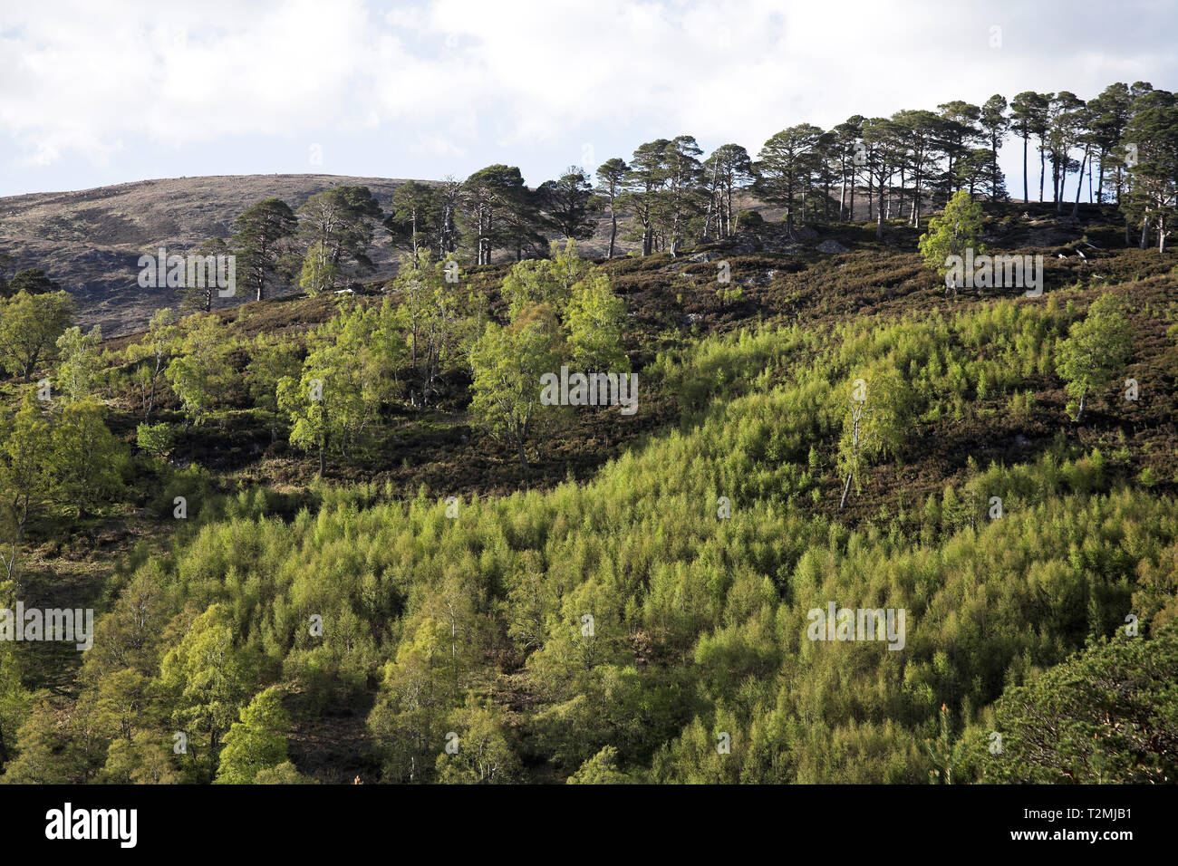 Silver Birch Betula Pendula and Ancient Caledonian Pine Forest Glen ...