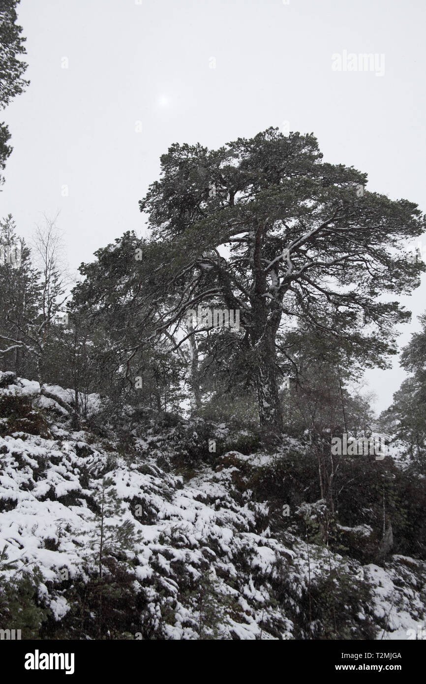 Ancient Caledonian pine forest Glen Affric National Nature Reserve ...