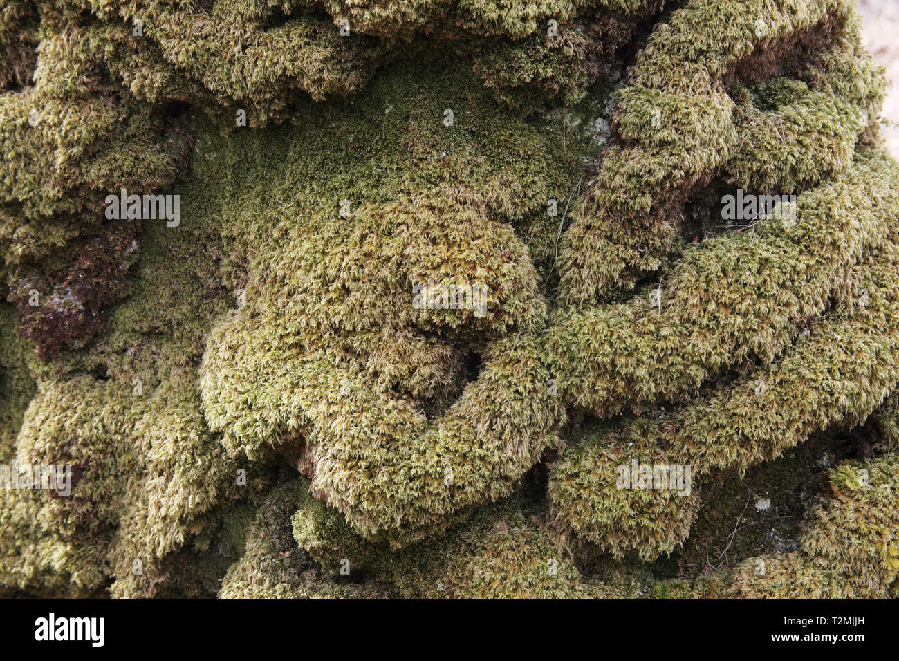Moss around the base of a tree in Glen Dubh Morvern Hills Scotland ...