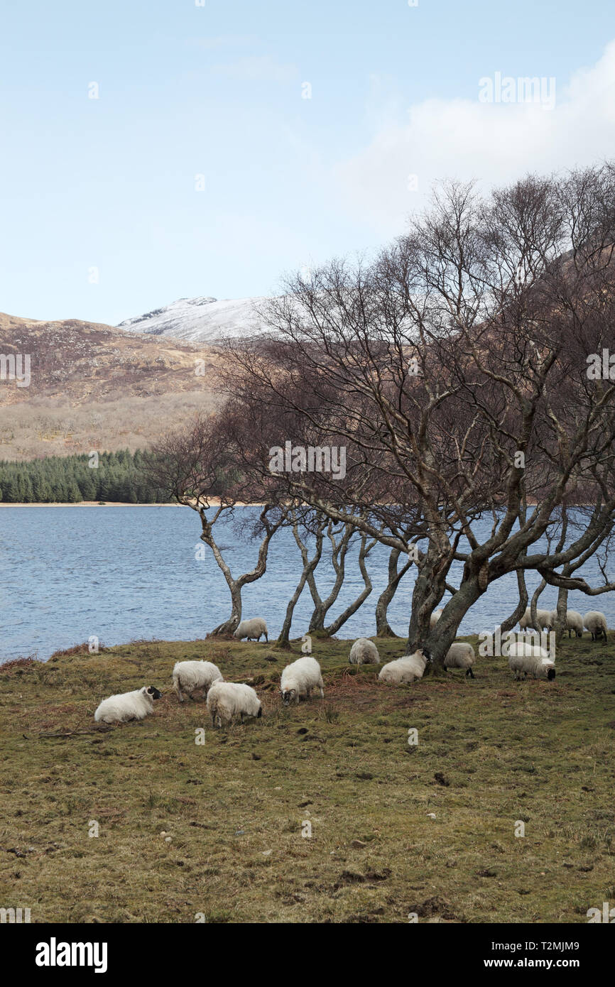 Loch ba isle mull scotland hi-res stock photography and images - Alamy