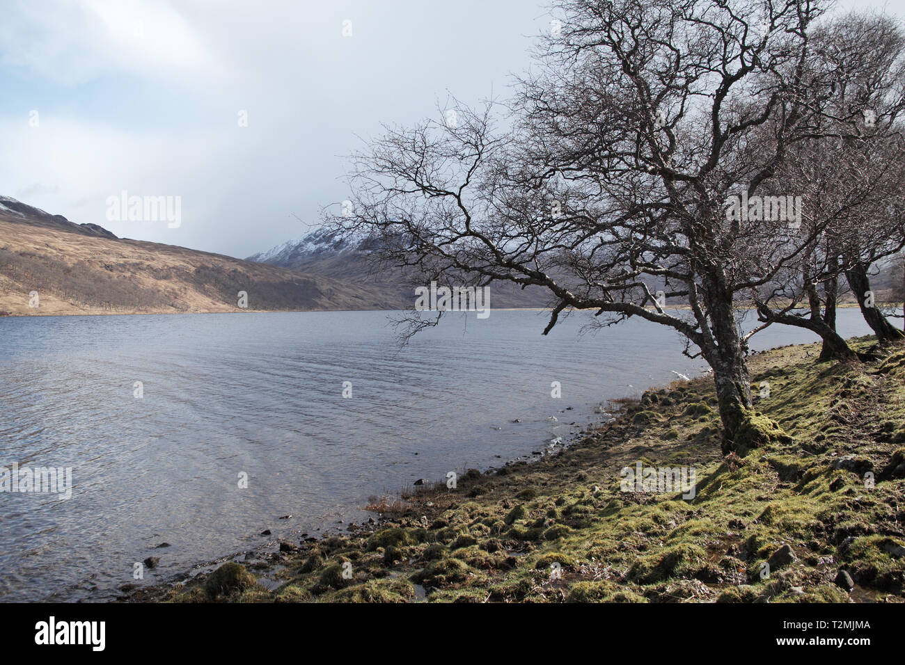 Silver birch Betula pendula beside Loch Ba with Beinn na Duatharach ...