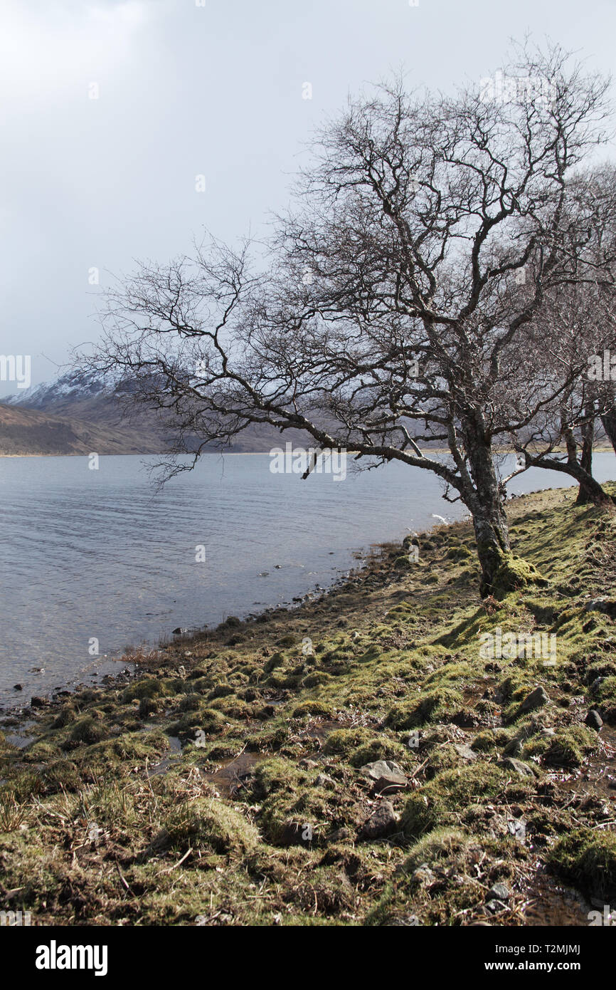 Silver birch Betula pendula beside Loch Ba with Beinn na Duatharach ...