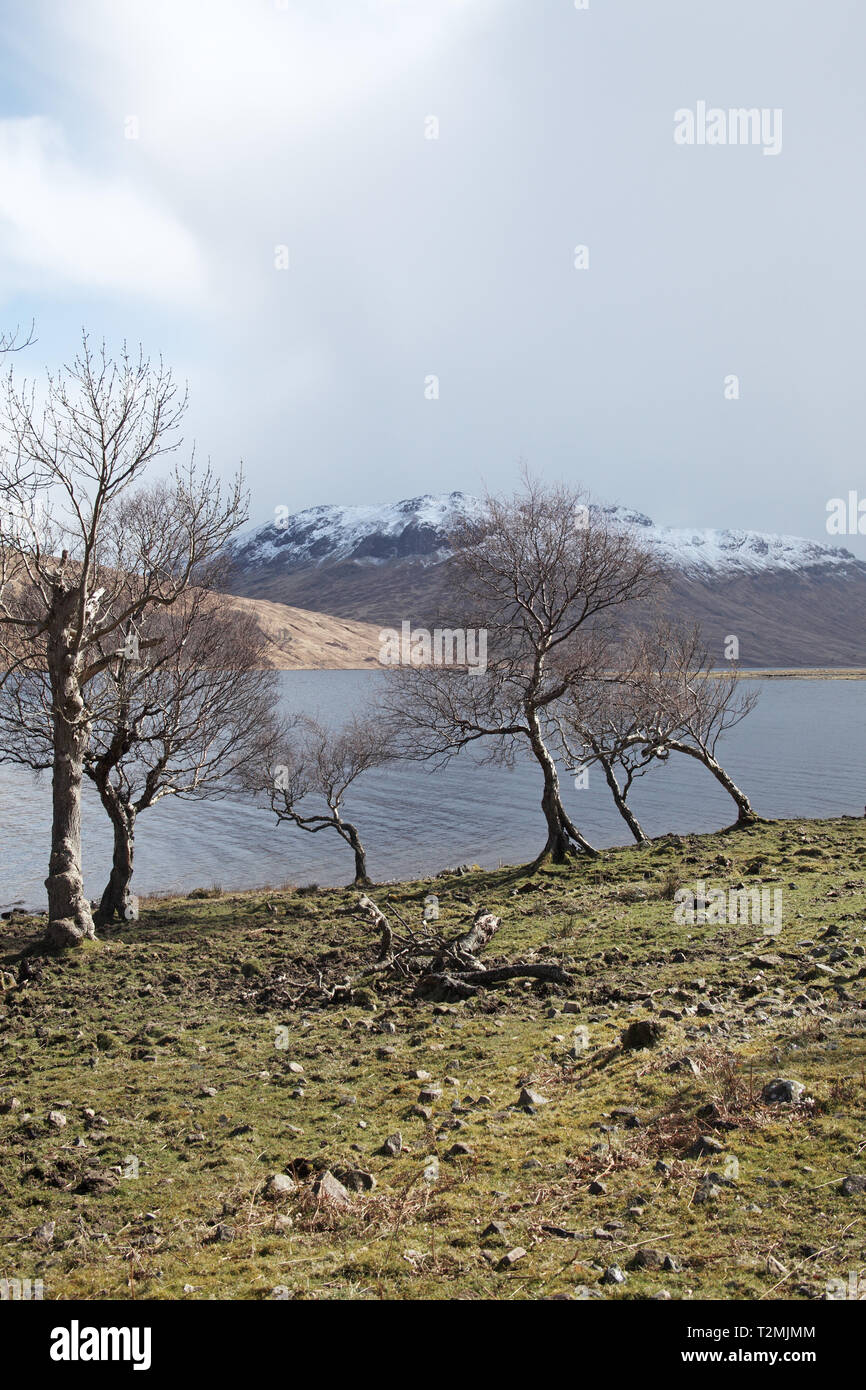 Silver birch Betula pendula beside Loch Ba with Beinn na Duatharach ...