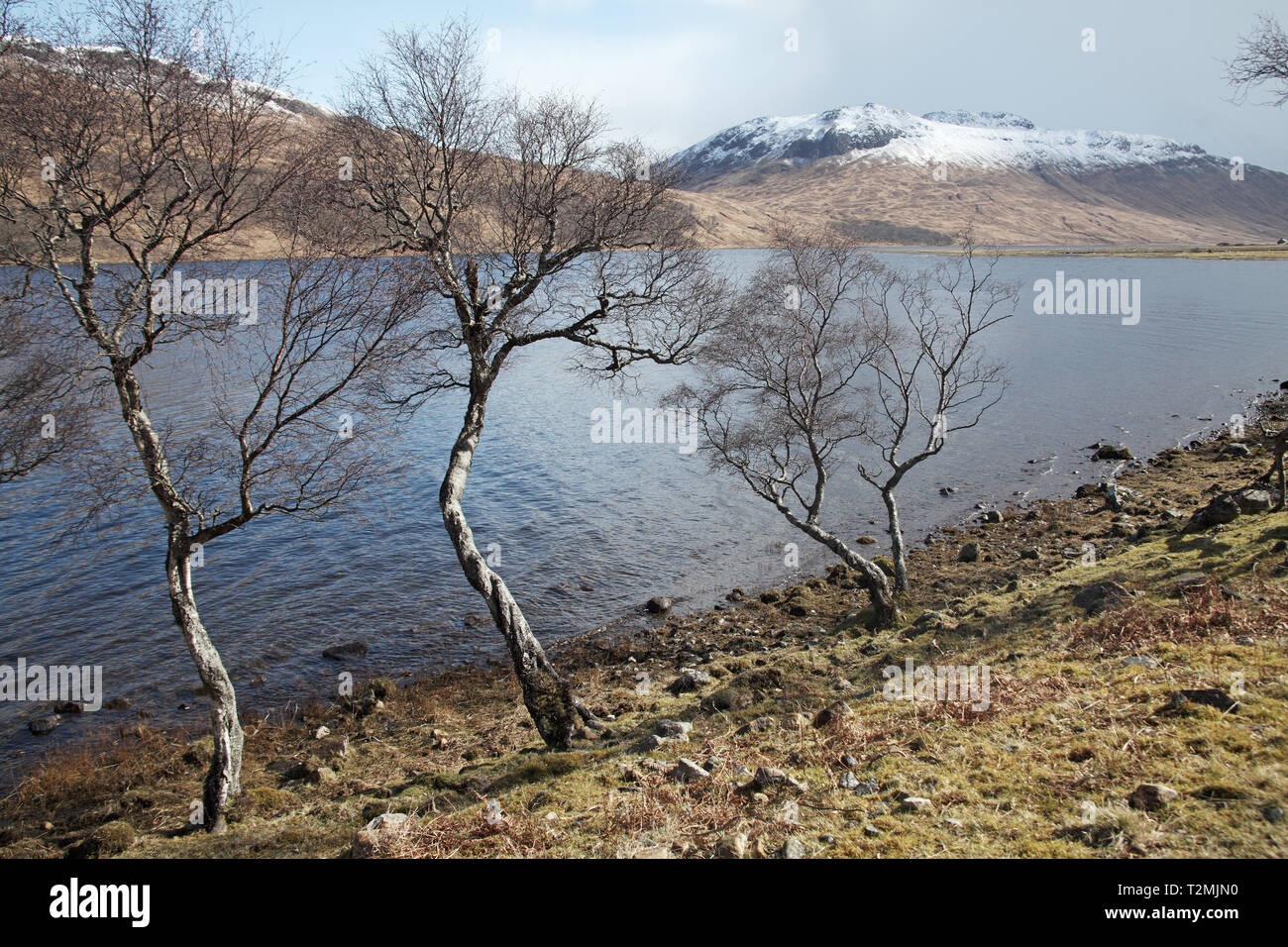 Silver birch Betula pendula beside Loch Ba with Beinn na Duatharach ...