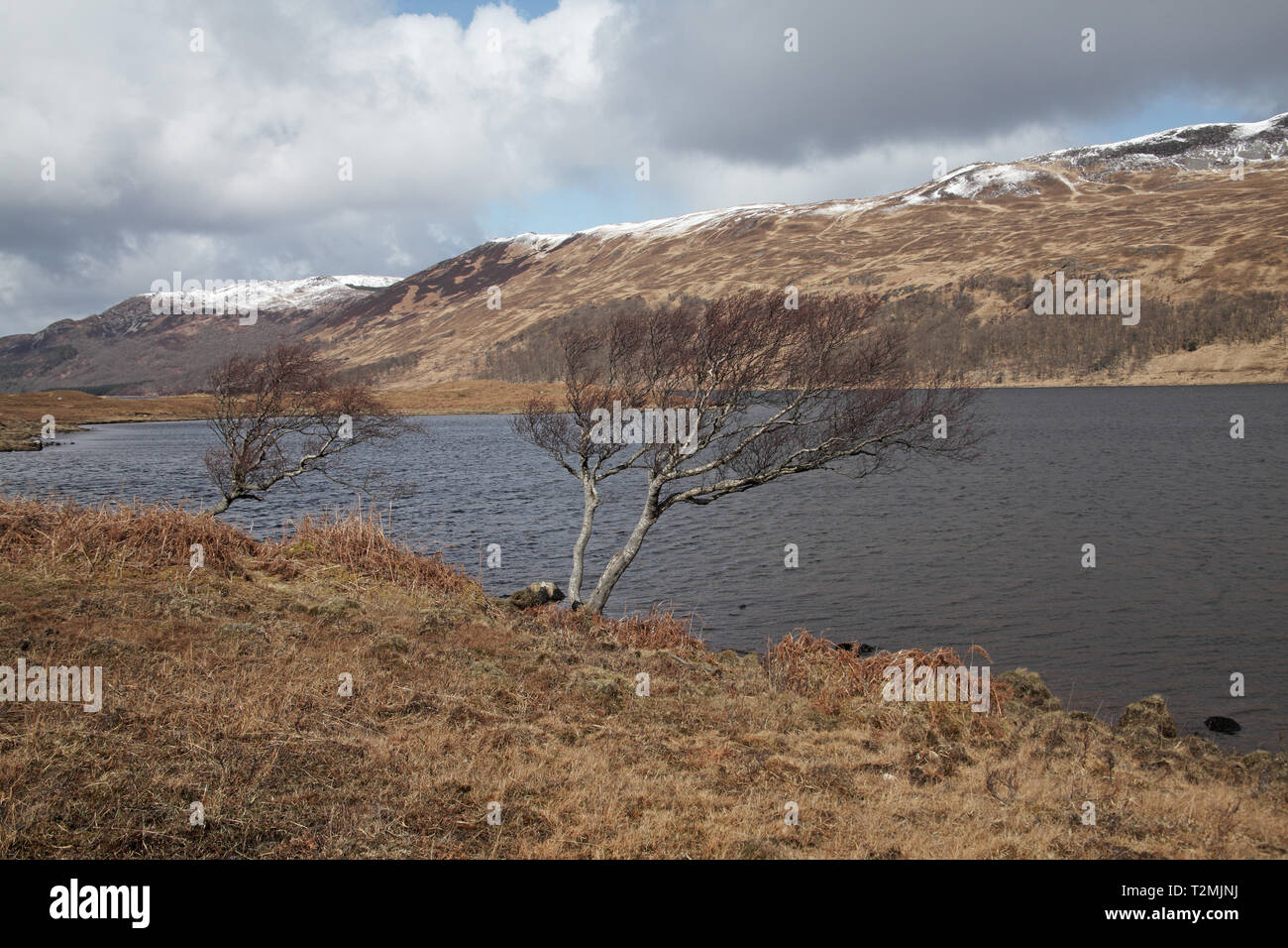 Silver birch Betula pendula beside Loch Ba Isle of Mull Scotland United ...