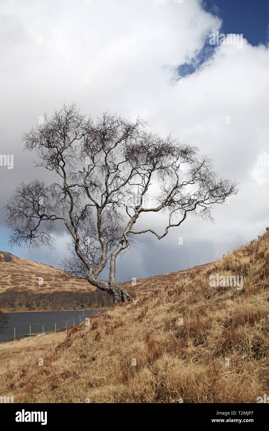 Silver birch betula pendula beside Loch Ba Isle of Mull Scotland United ...