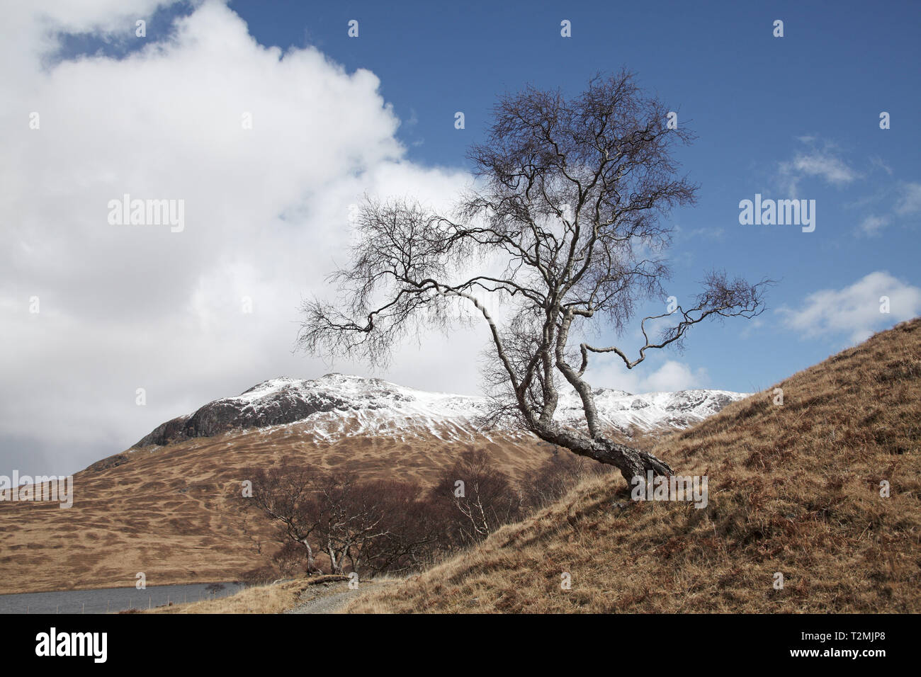 Silver birch betula pendula beside Loch Ba Isle of Mull Scotland United ...