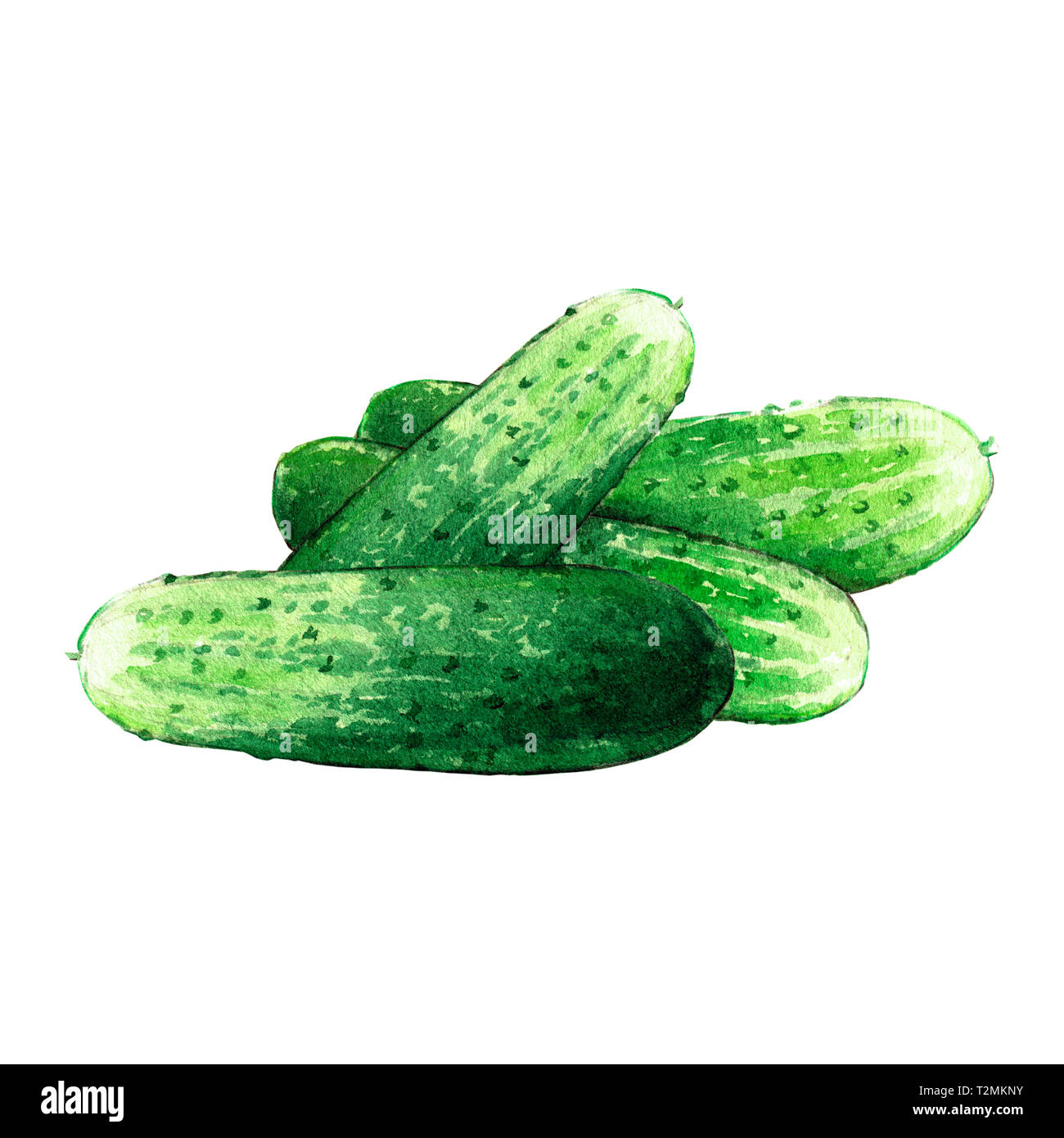 cucumber watercolor illustration on white background Stock Photo - Alamy