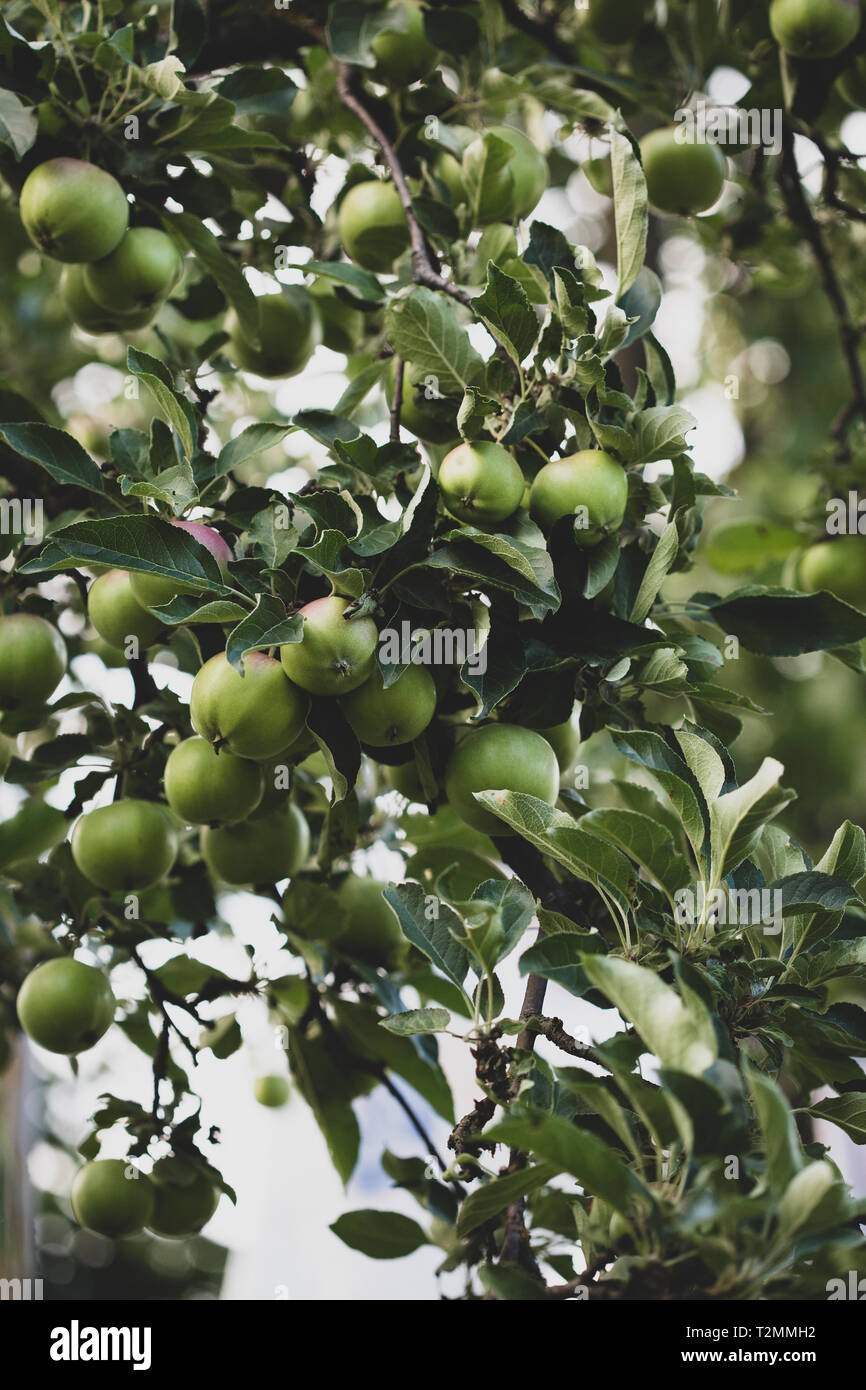 Apple tree with fruits Stock Photo - Alamy