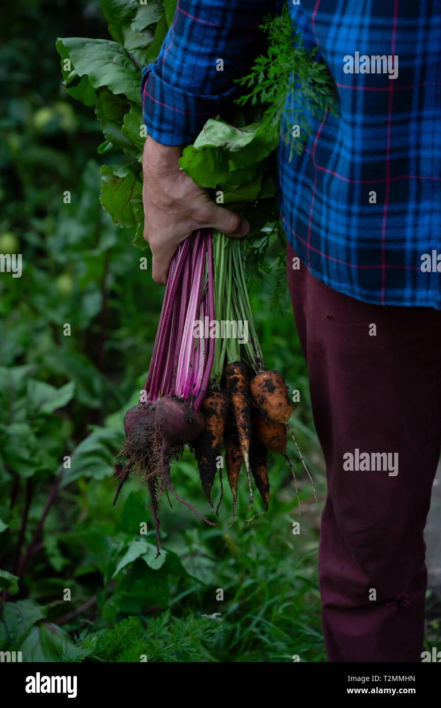 Harvesting healthy roots Stock Photo - Alamy