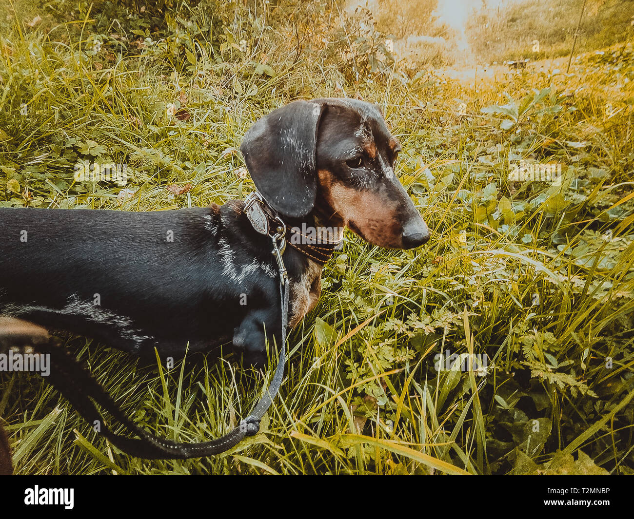 Beautiful lovely pet, portrait Stock Photo - Alamy