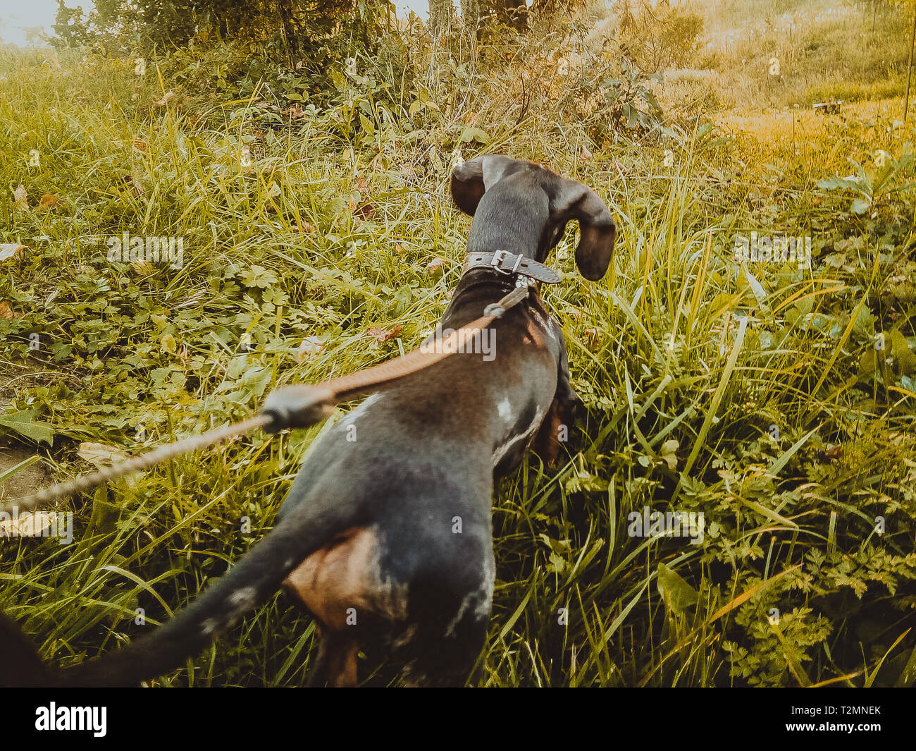 Beautiful natural backdrop. Pet, animal Stock Photo - Alamy