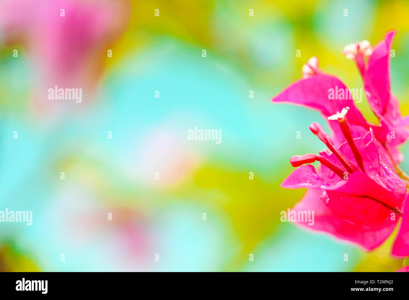 Bougainvillea, Paper Flower blooming after of rain several days ...