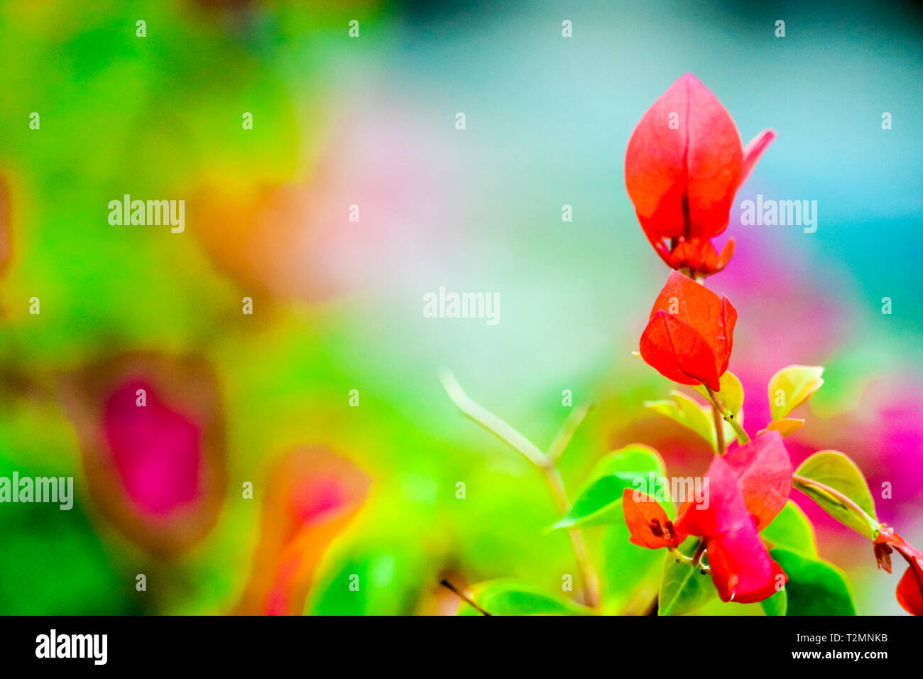 Bougainvillea, Paper Flower blooming after of rain several days ...