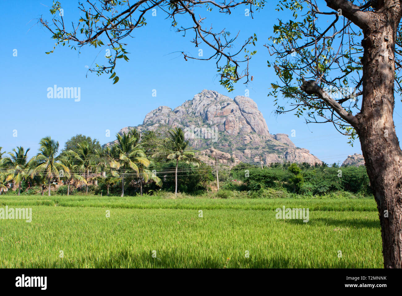 India. Beautiful landscape - field with green grass, a row of palm ...