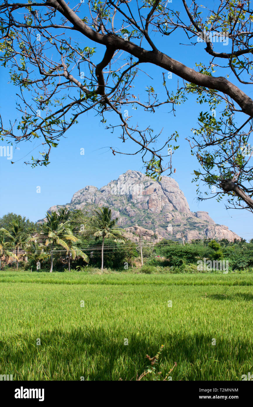 India. Beautiful landscape - field with green grass, a row of palm ...