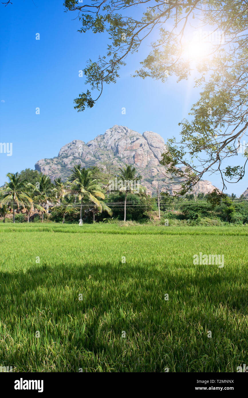 India. Beautiful landscape - field with green grass, a row of palm ...