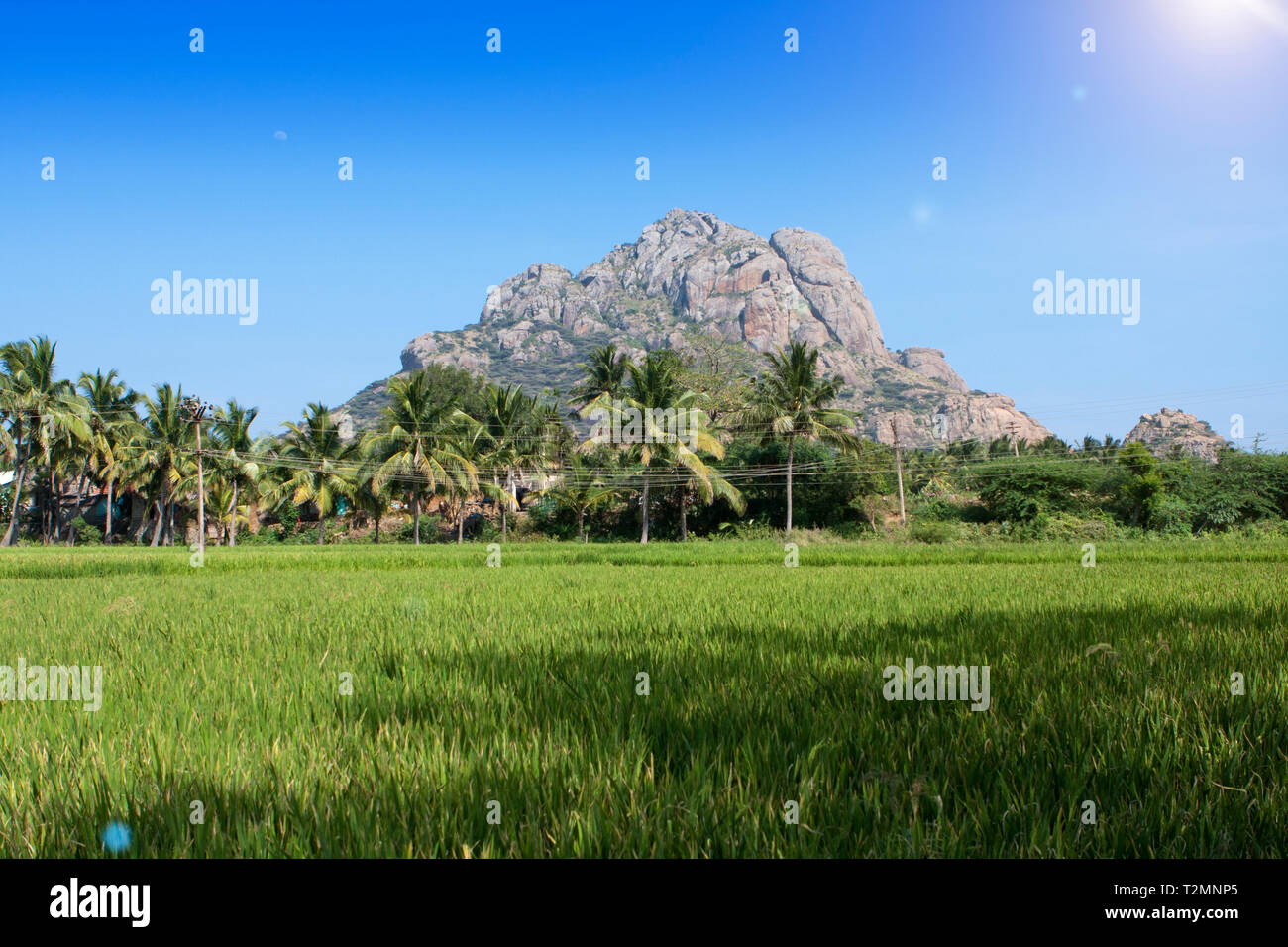 India. Beautiful landscape - field with green grass, a row of palm ...