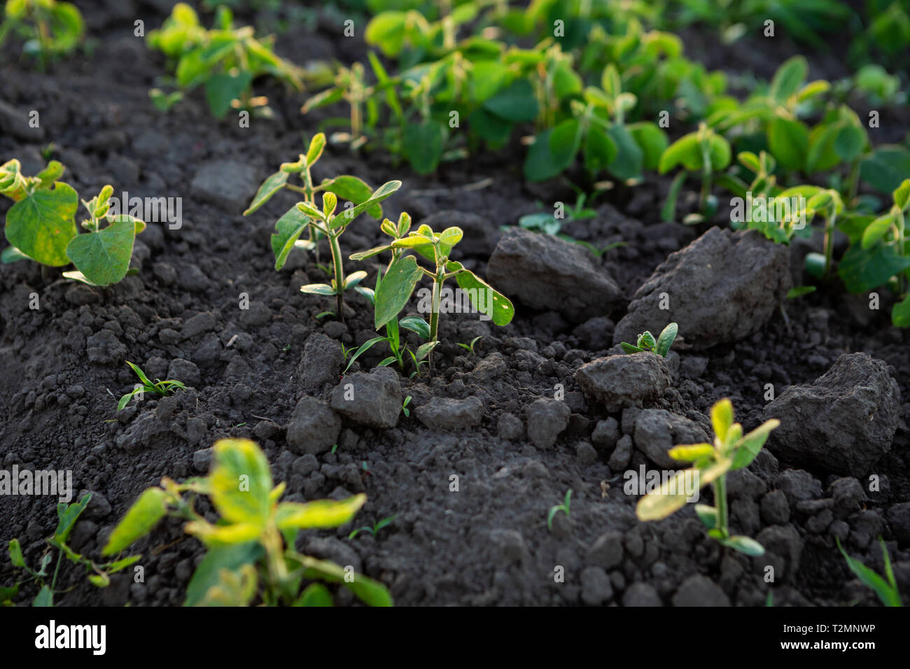 Soy plants hi-res stock photography and images - Alamy