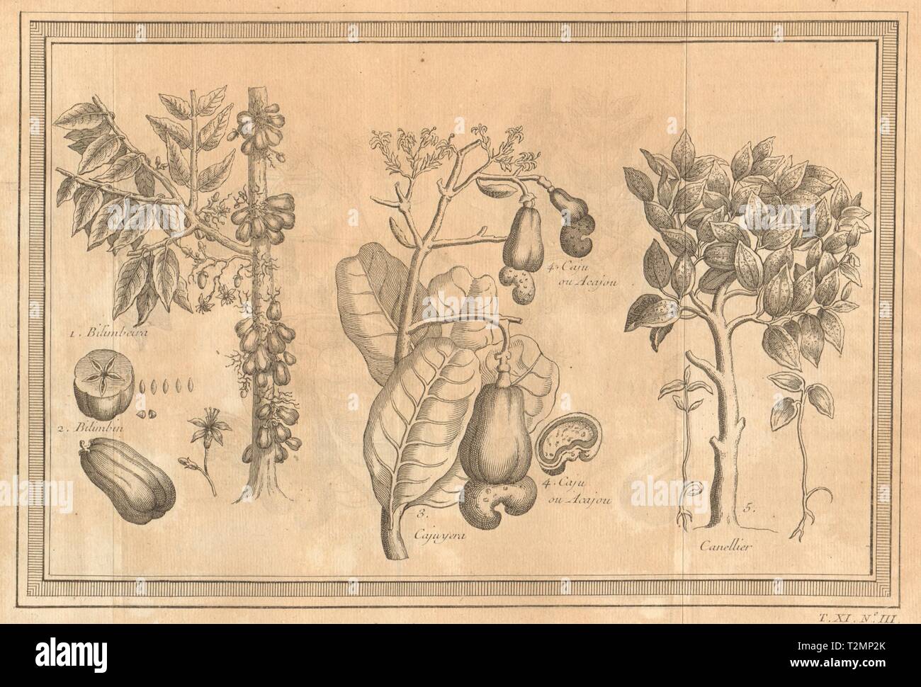 Bilimbi tree. Bilimbi fruit. Cashew Tree. Cashew. Cinammon Tree 1753 ...