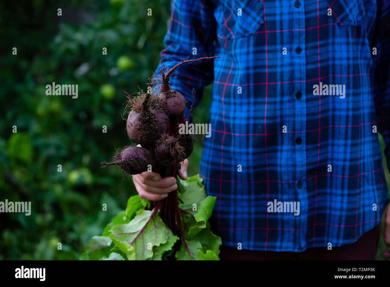 Fresh beetroots harvest Stock Photo - Alamy