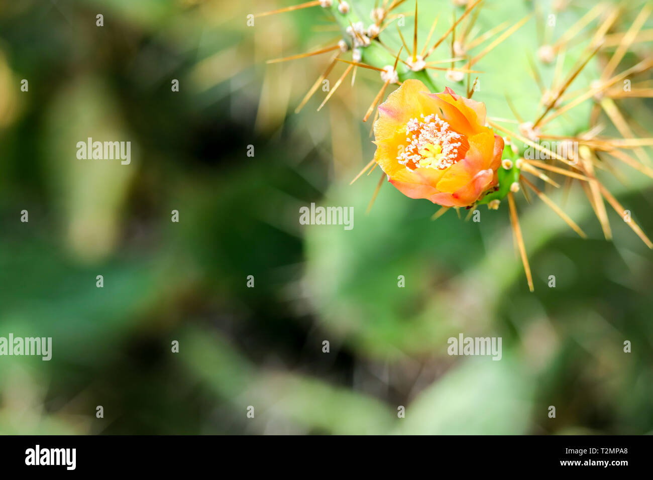 wild desert cactus flower blooming green garden Stock Photo - Alamy