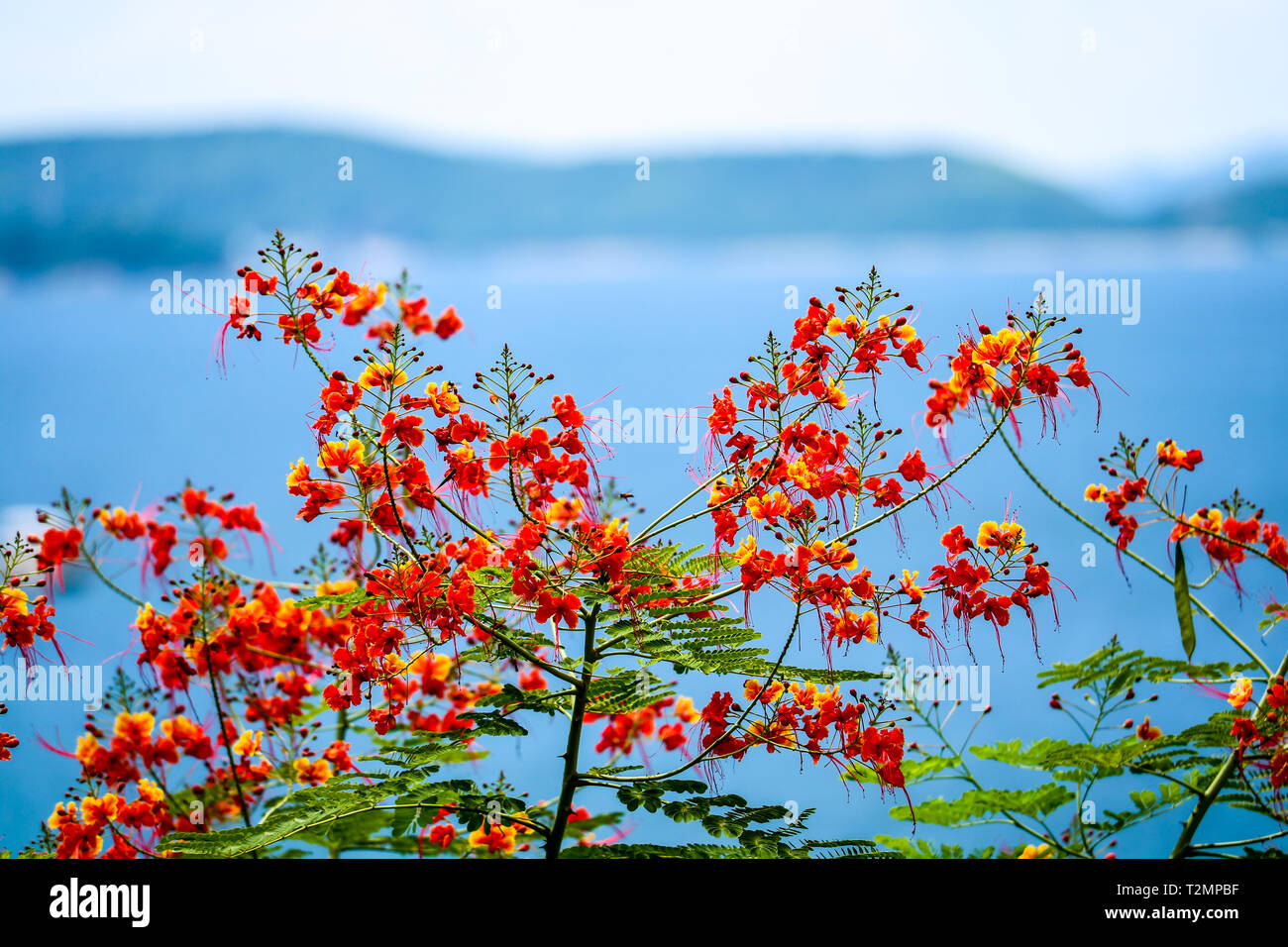 Flame tree flower hi-res stock photography and images - Alamy