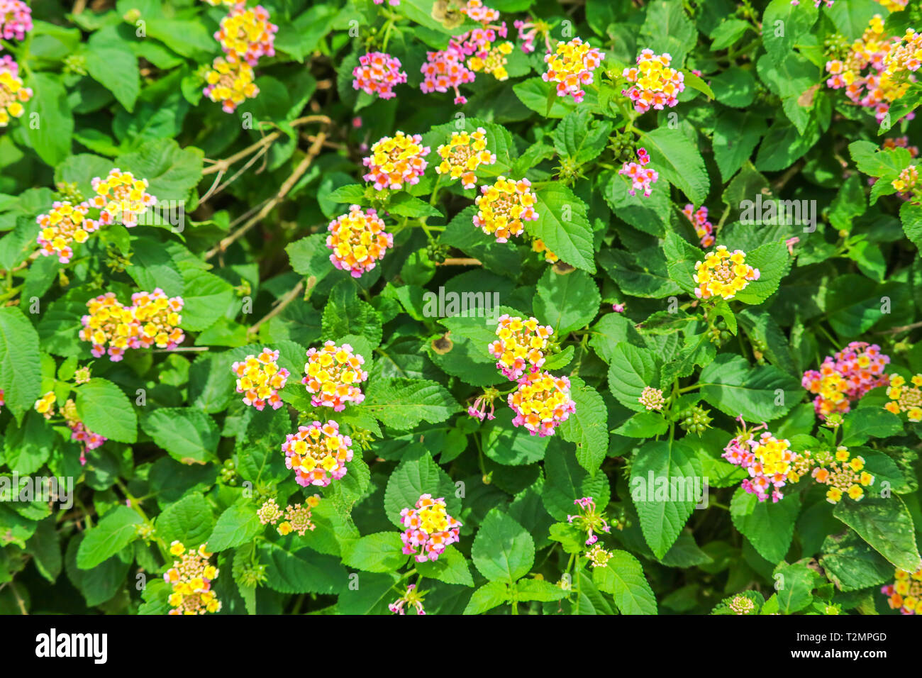 Lantana camara colorful flower blooming in the green garden Stock Photo ...