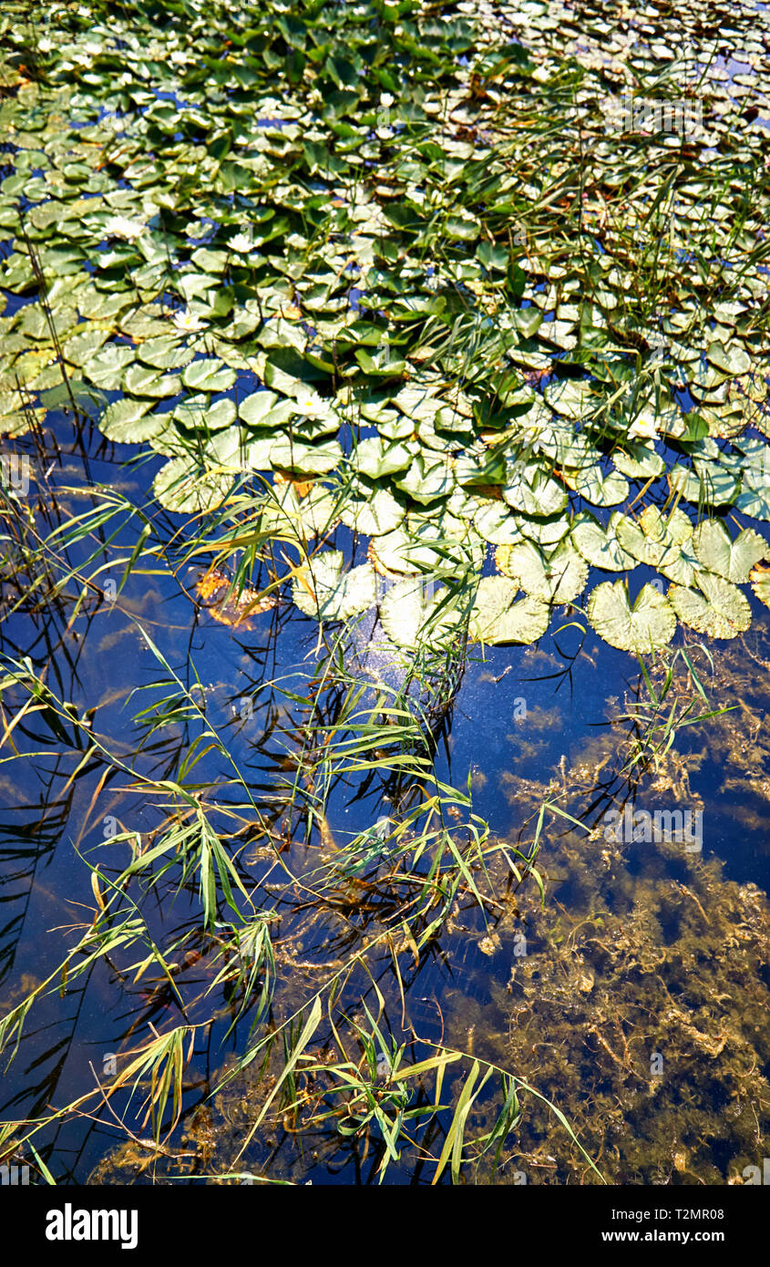 Top view reeds in river hi-res stock photography and images - Alamy