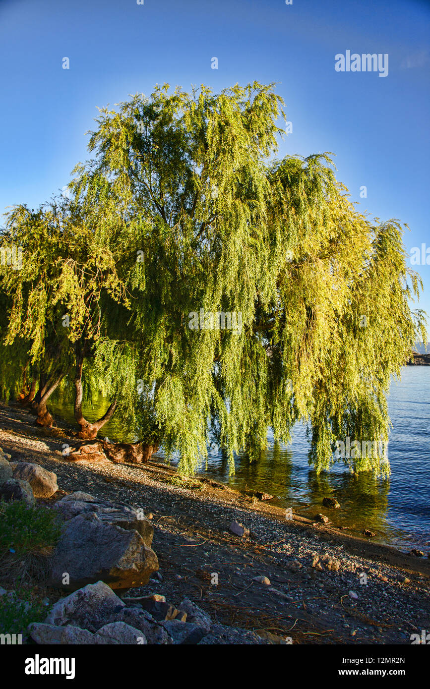 Chico Fall Autumn High Resolution Stock Photography and Images - Alamy