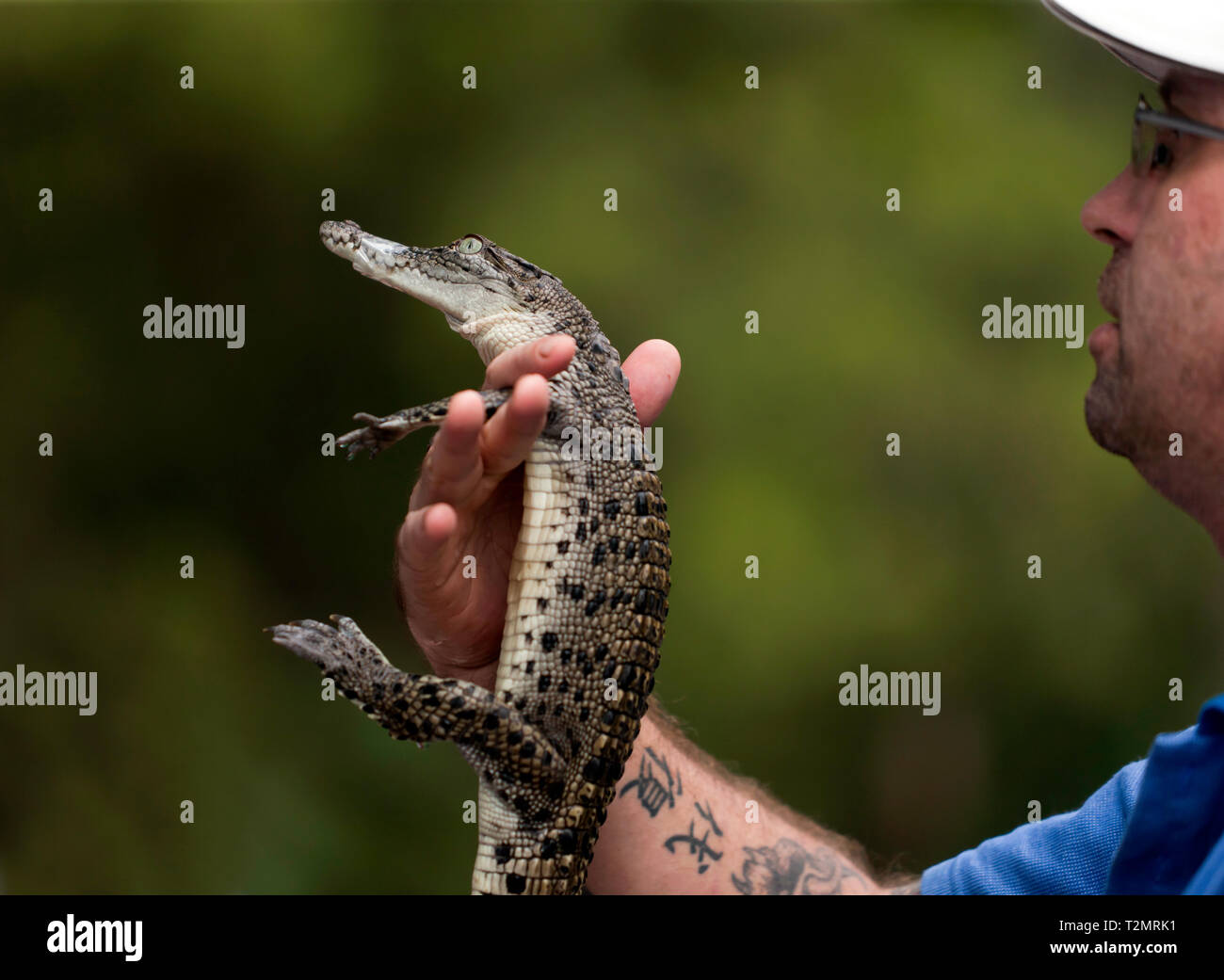 Baby Crocodile at Hartley's Crocodile Adventures, Captain Cook Highway ...