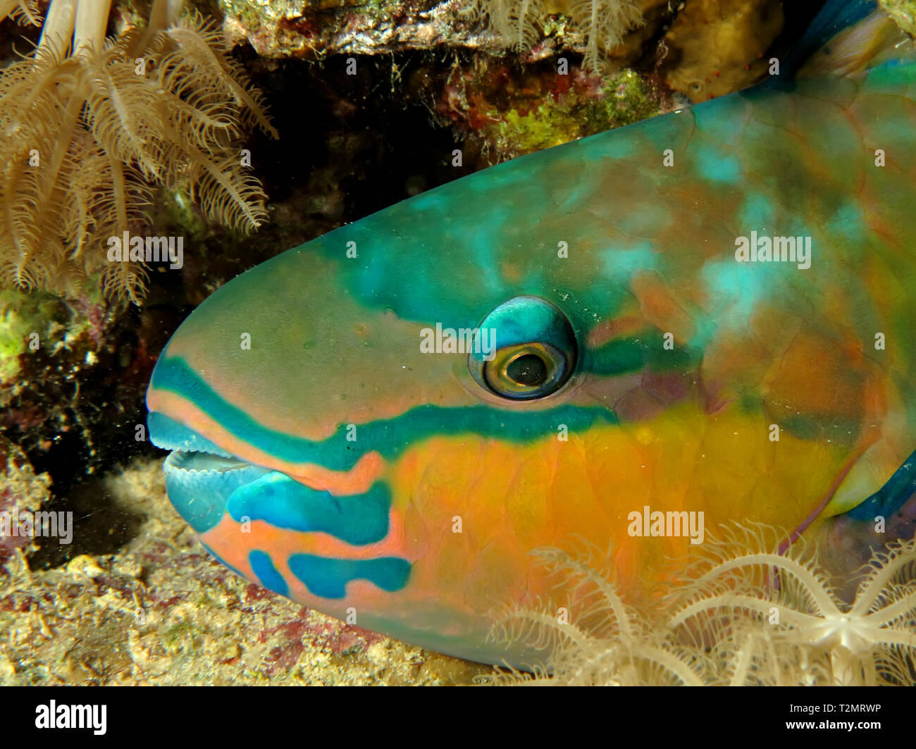 Rusty parrotfish (Scarus ferrugineus Stock Photo - Alamy