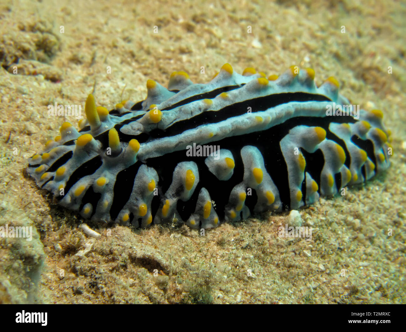 Varicose wart slug (Phyllidia varicosa). Red Sea, Egypt Stock Photo - Alamy
