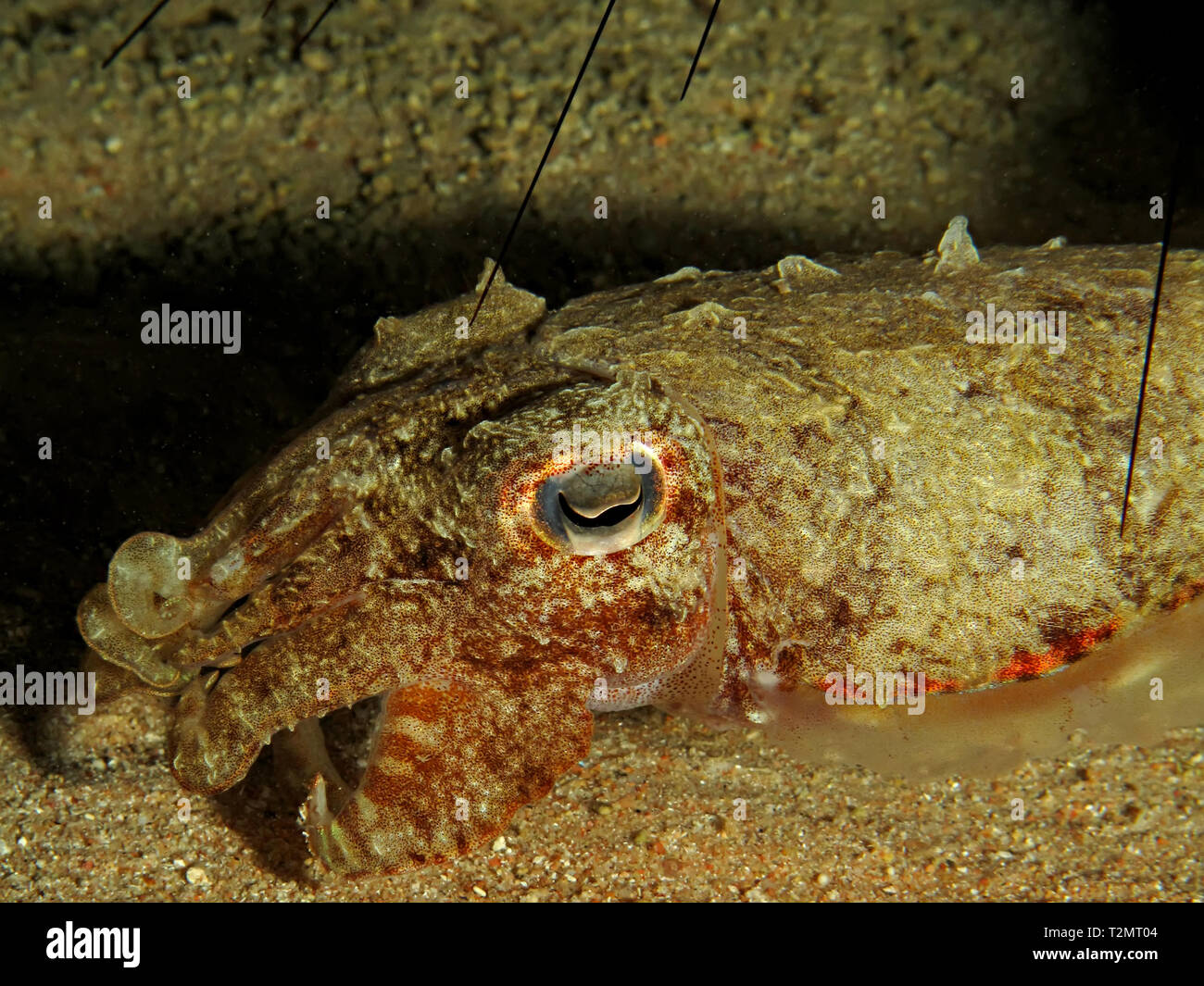 Hooded Cuttlefish (Sepia prashadi). Taking in Red Sea, Egypt Stock ...
