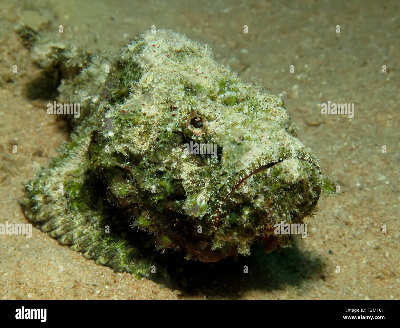 Diabola High Resolution Stock Photography and Images - Alamy