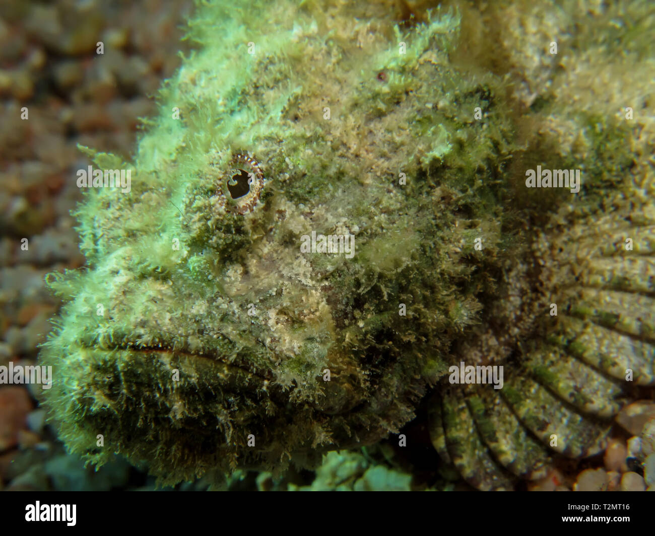 Diabola High Resolution Stock Photography and Images - Alamy