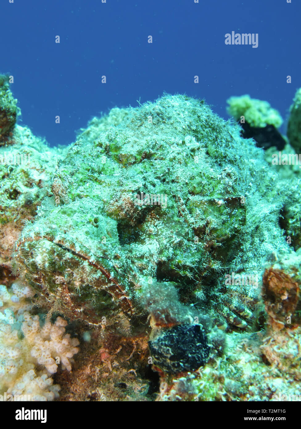 Diabola High Resolution Stock Photography and Images - Alamy