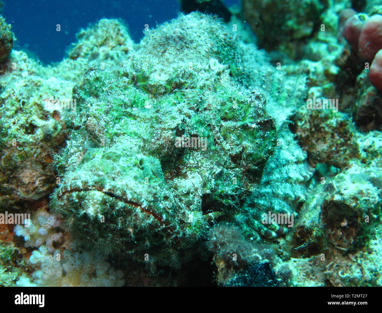 Diabola High Resolution Stock Photography and Images - Alamy